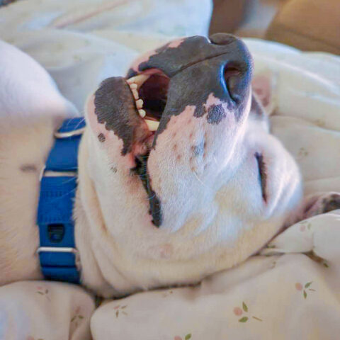 Biloxi - Animal House Shelter