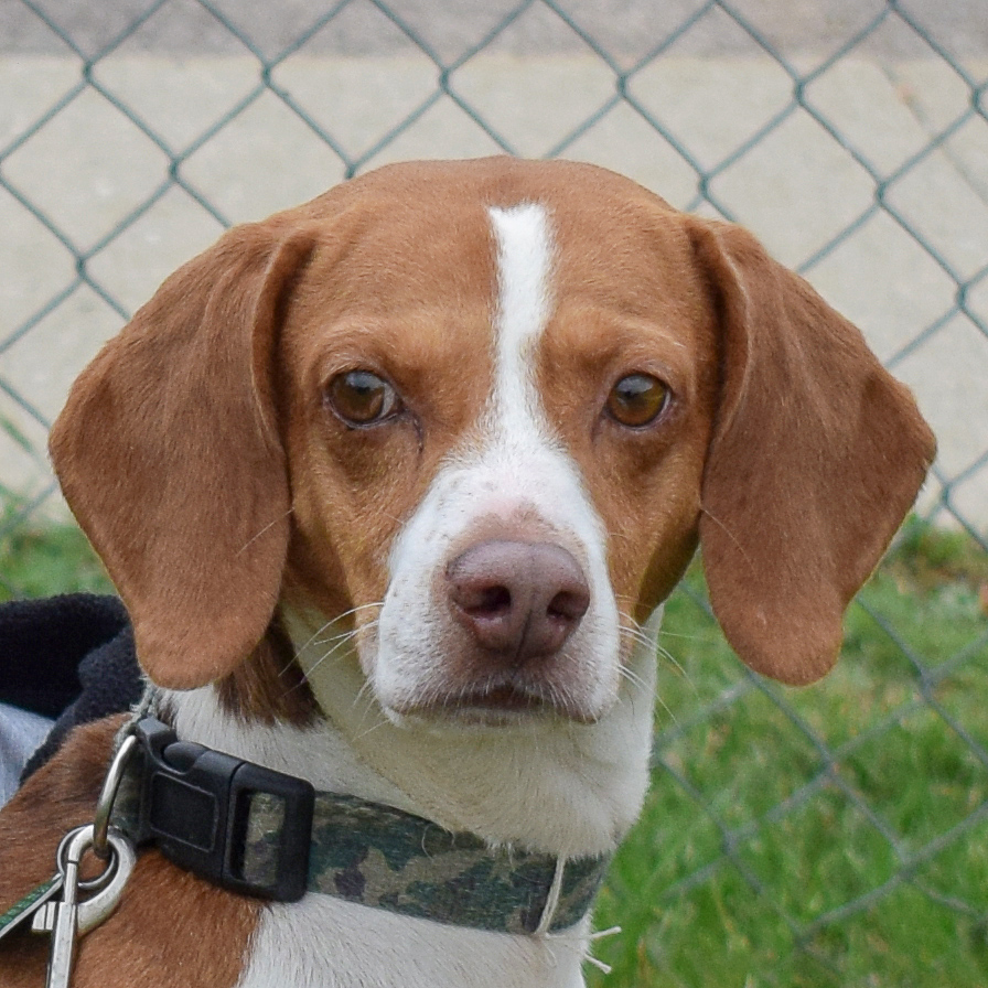 Boggle - Animal House Shelter