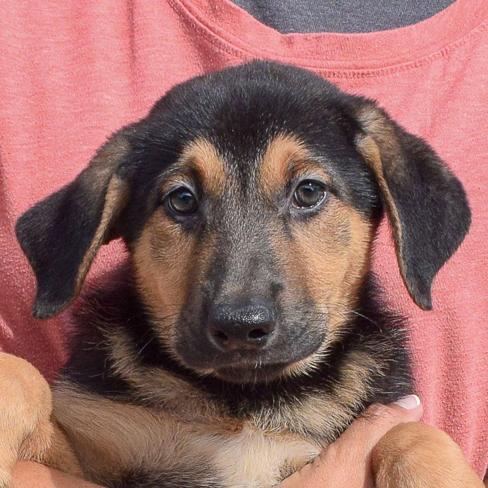Cate - Animal House Shelter