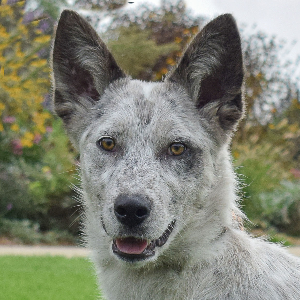 Cowboy - Animal House Shelter
