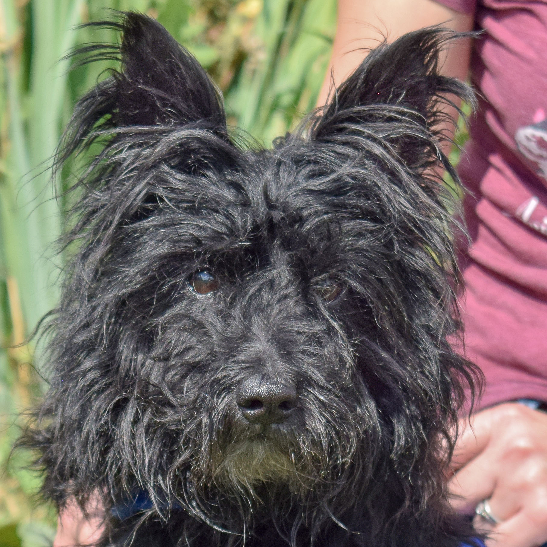 Dexter - Animal House Shelter