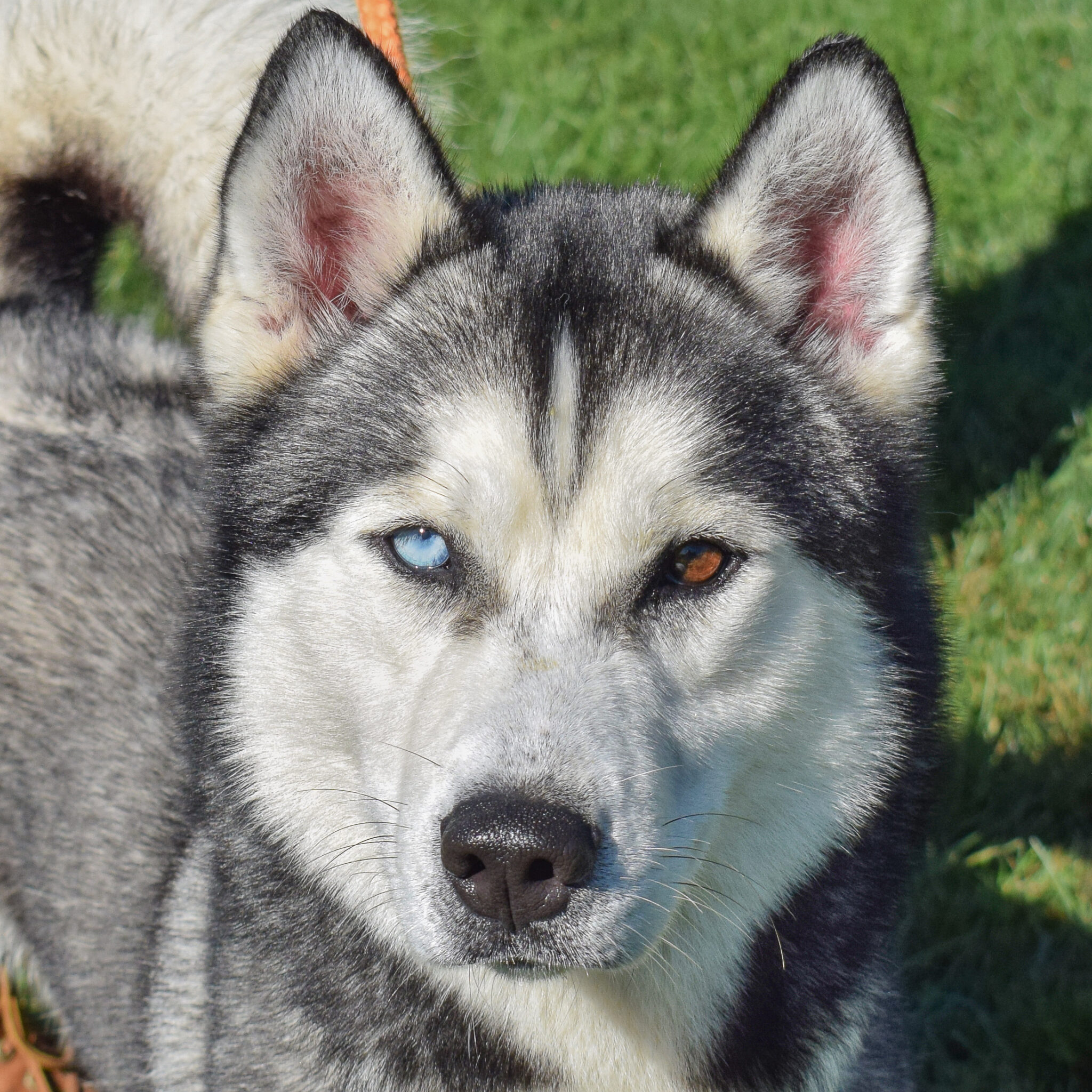 Garret - Animal House Shelter