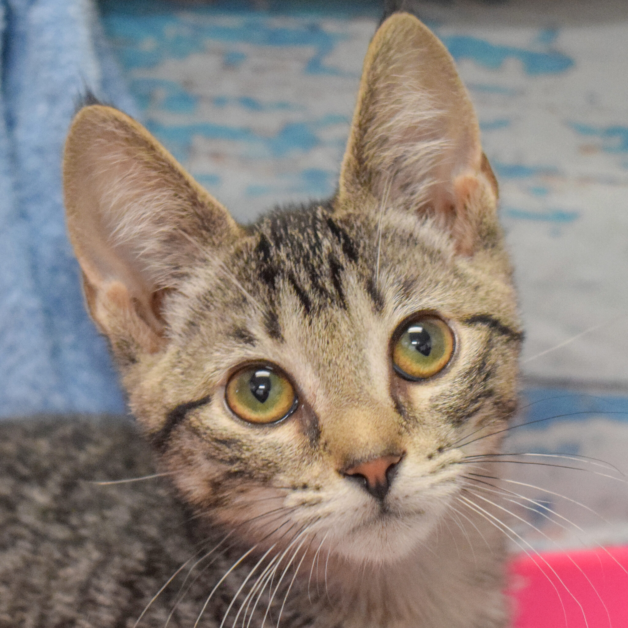 Gemma - Animal House Shelter