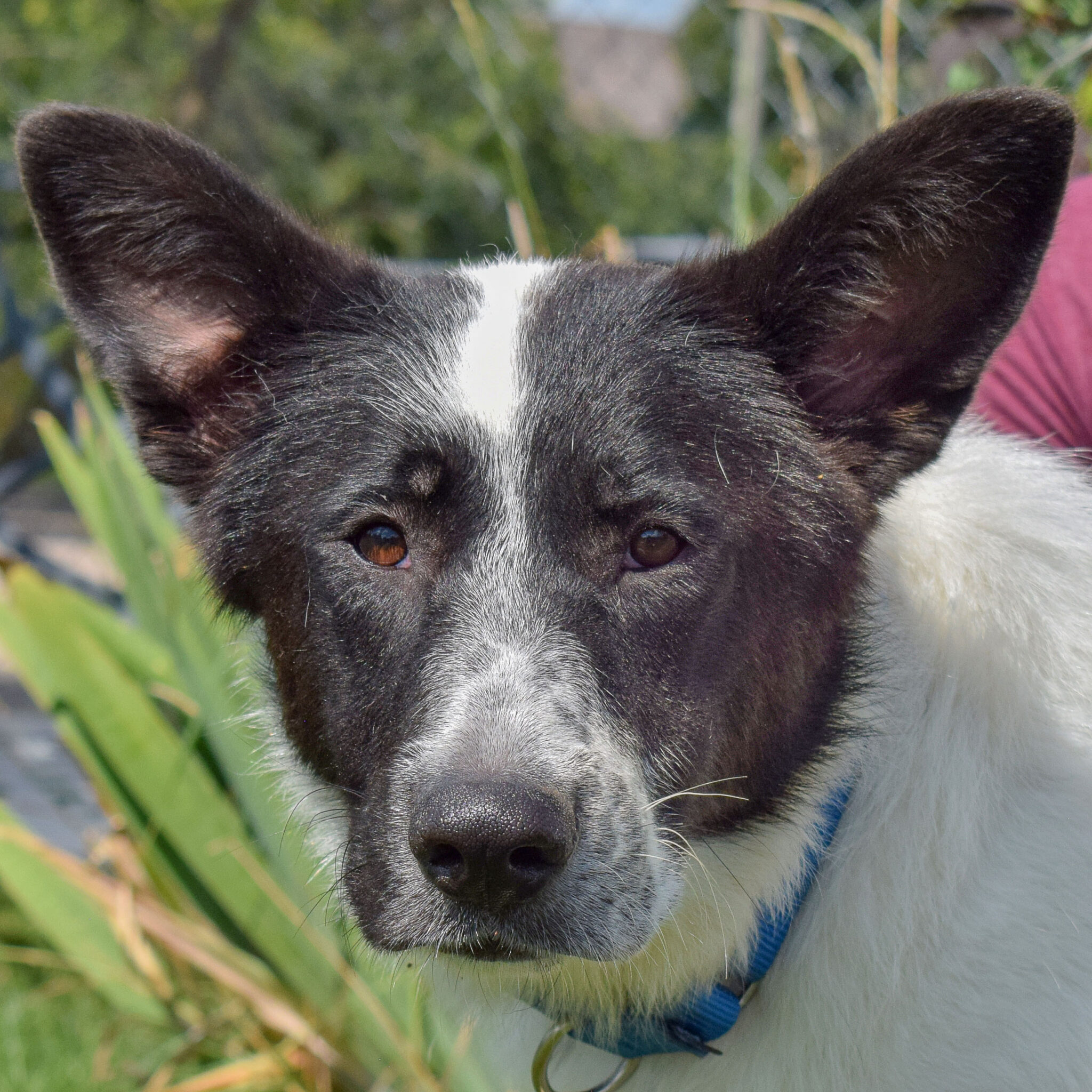 Gigi - Animal House Shelter