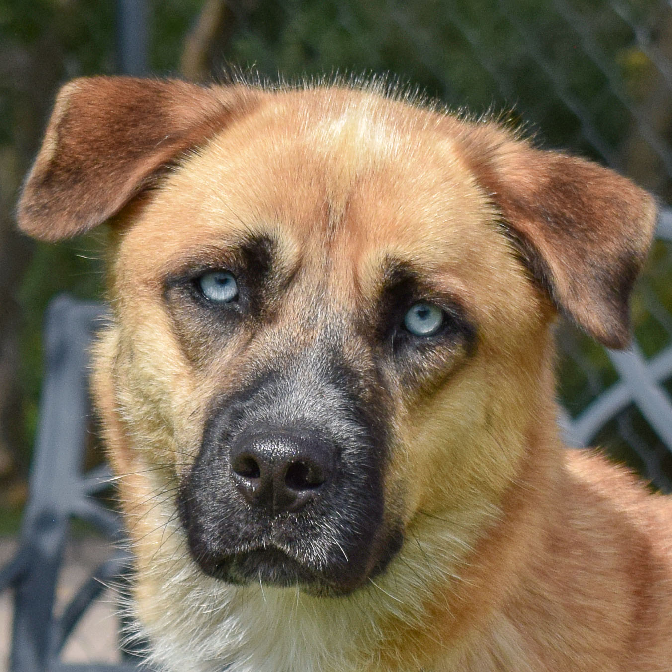 Grover - Animal House Shelter