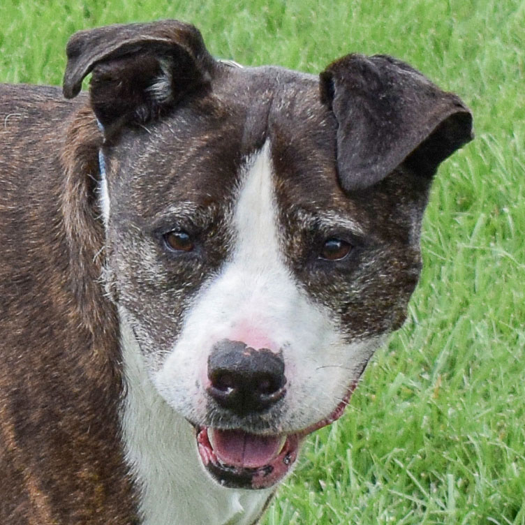 Iggy - Animal House Shelter