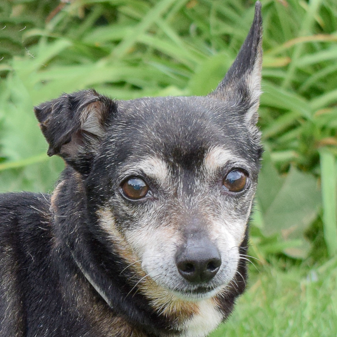 Jackson - Animal House Shelter