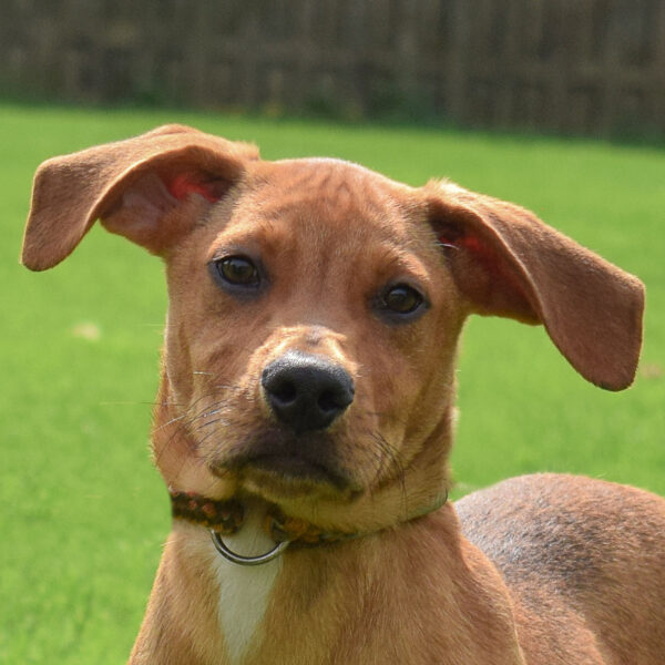 Jamie - Animal House Shelter