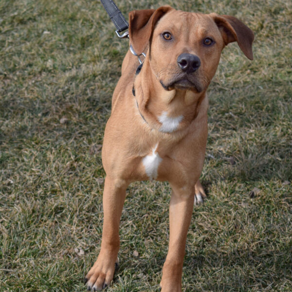 Jamie - Animal House Shelter