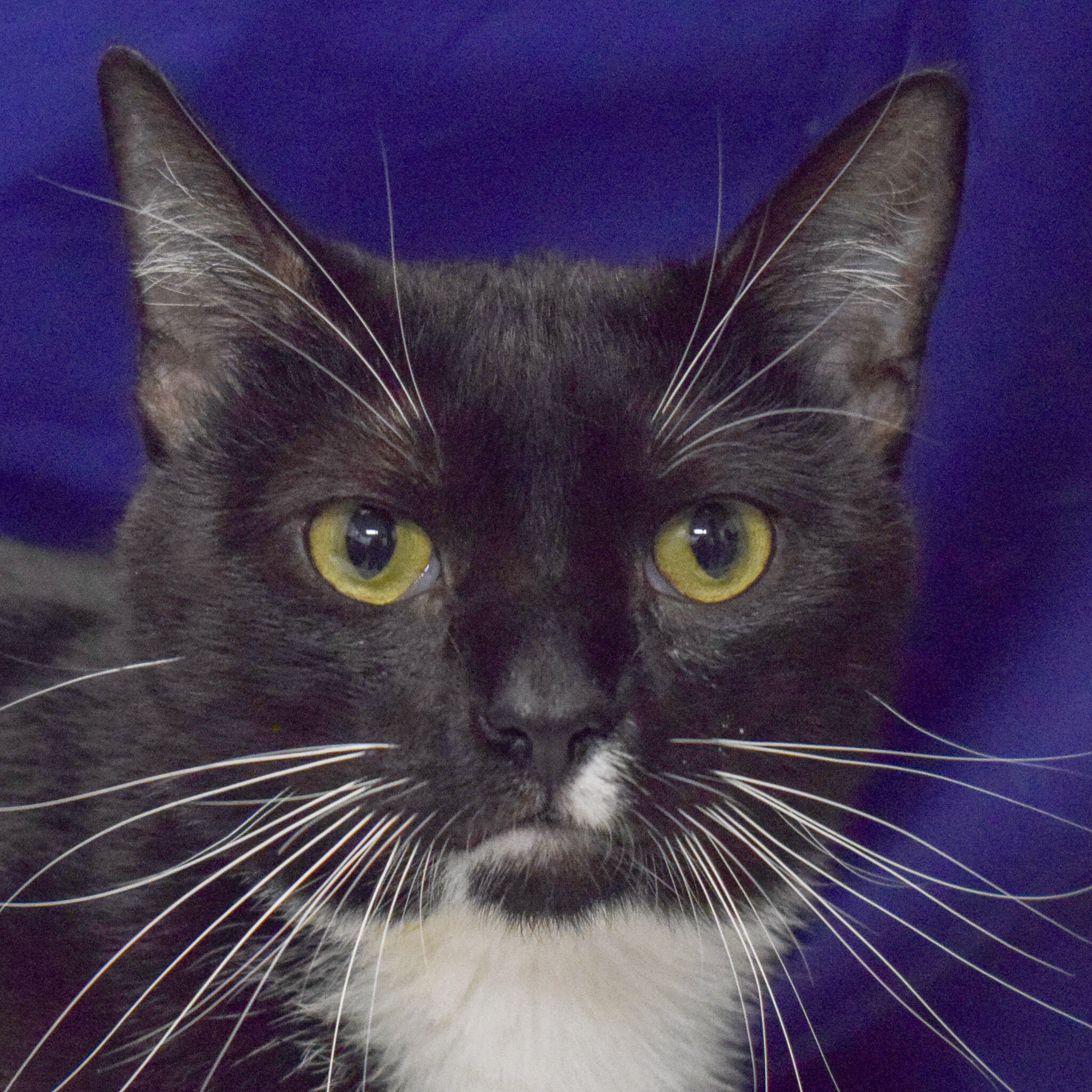 Jimmy Dean - Animal House Shelter