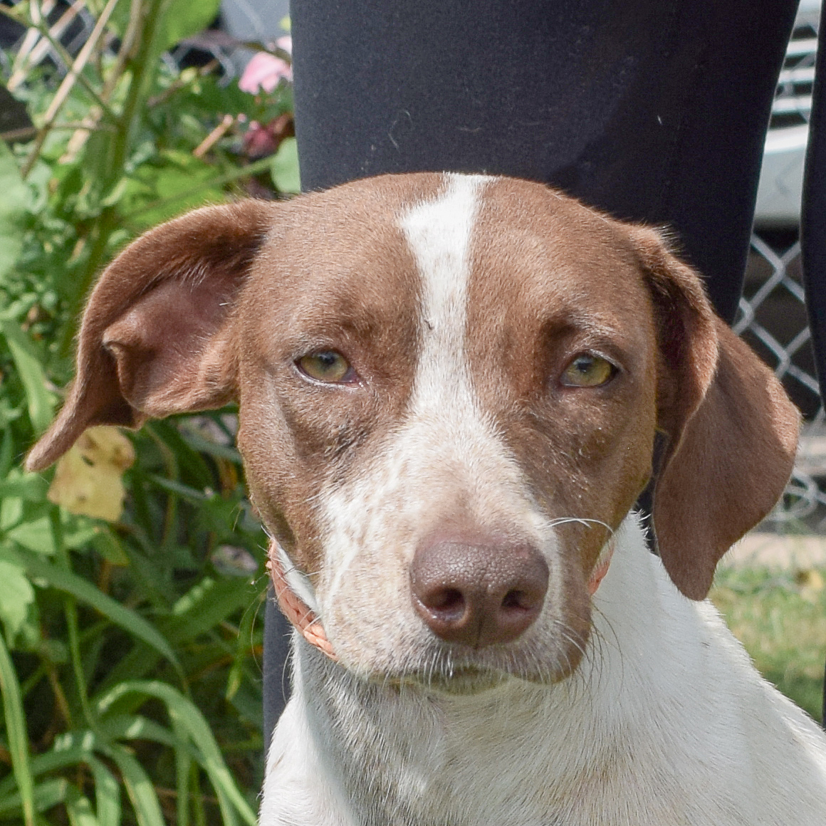 Katie - Animal House Shelter