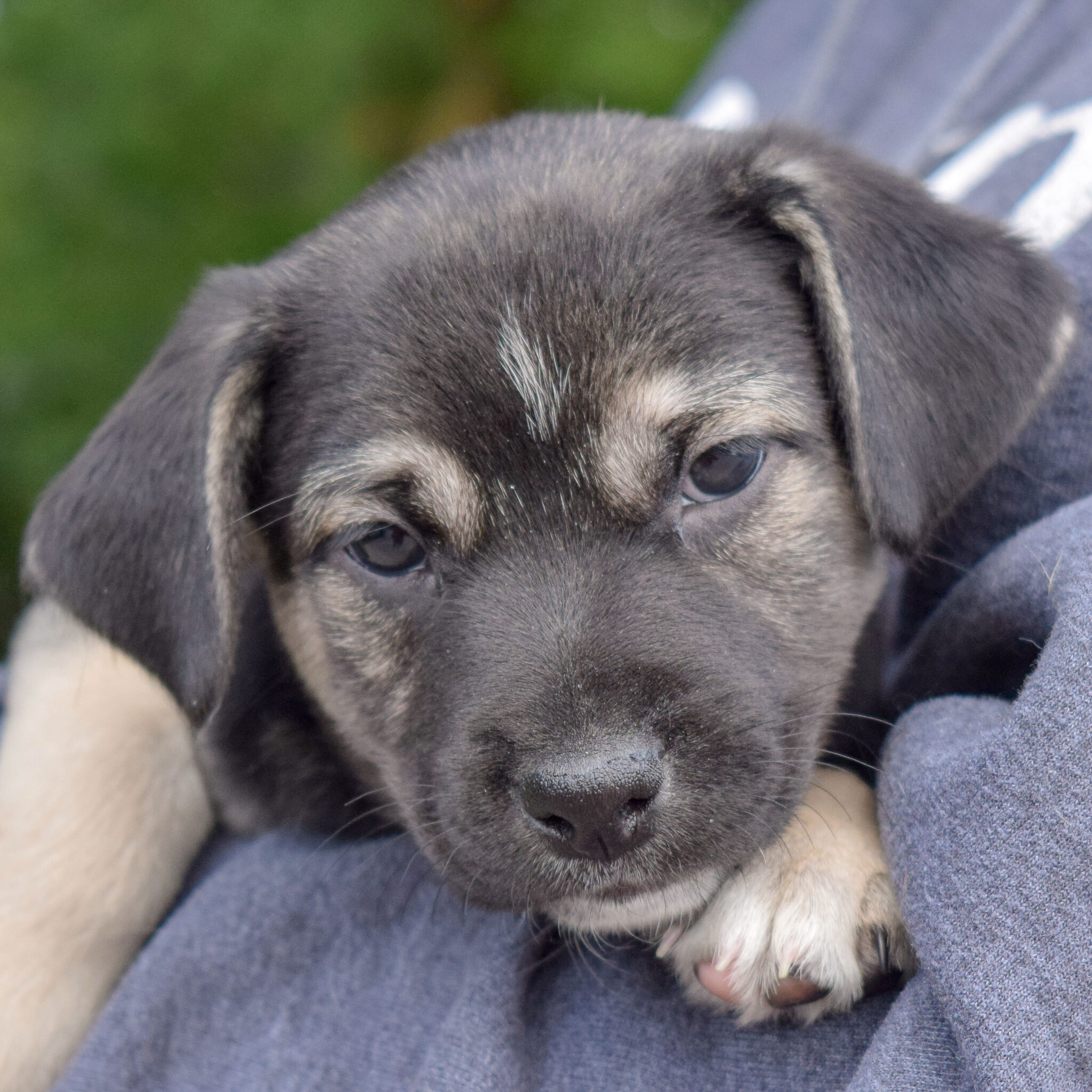 Lance - Animal House Shelter