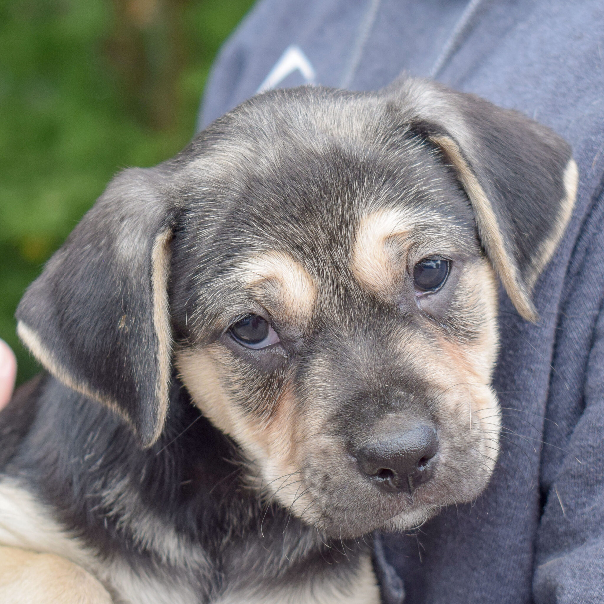 Lemmie - Animal House Shelter