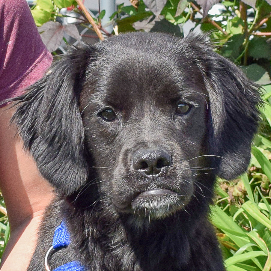 Lessie - Animal House Shelter