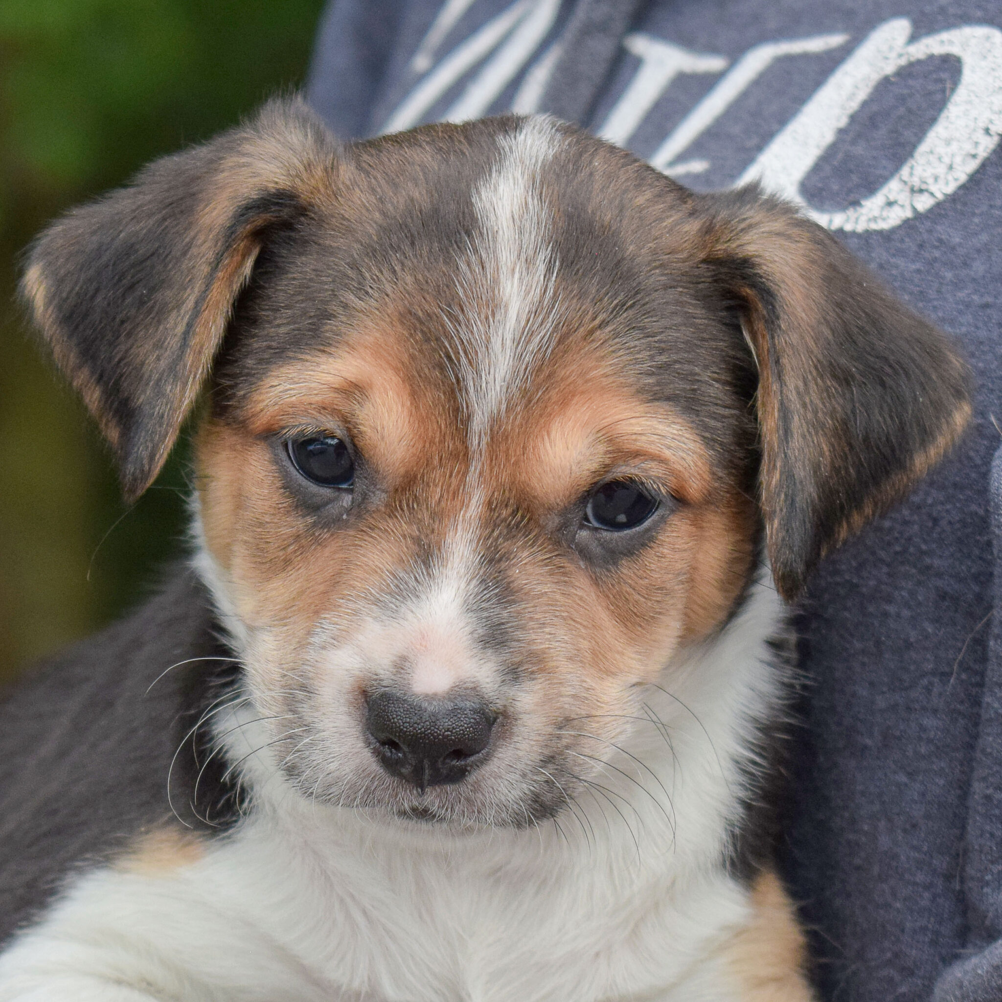 Linus - Animal House Shelter