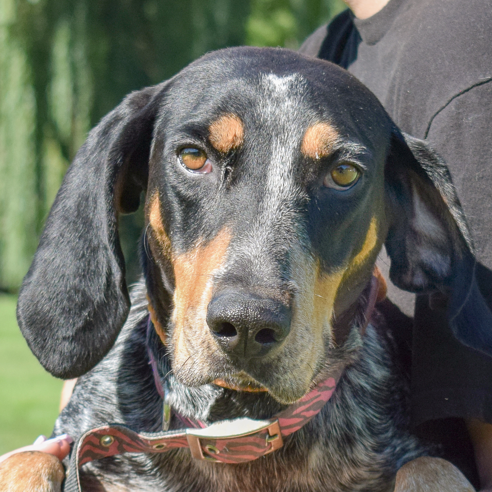 Lucie - Animal House Shelter