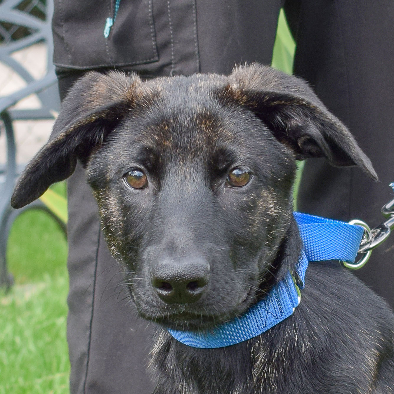 Mayo - Animal House Shelter