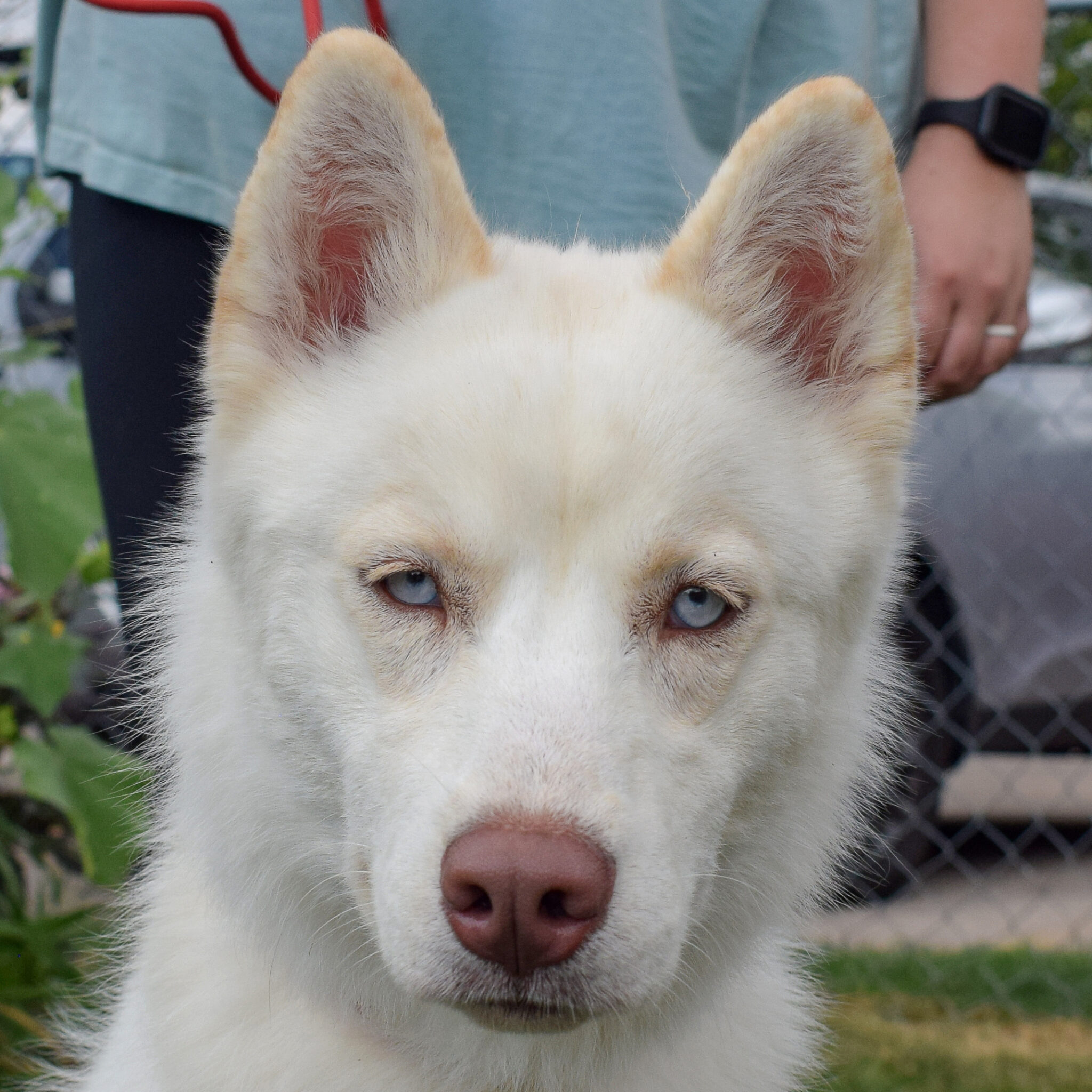 Nova - Animal House Shelter