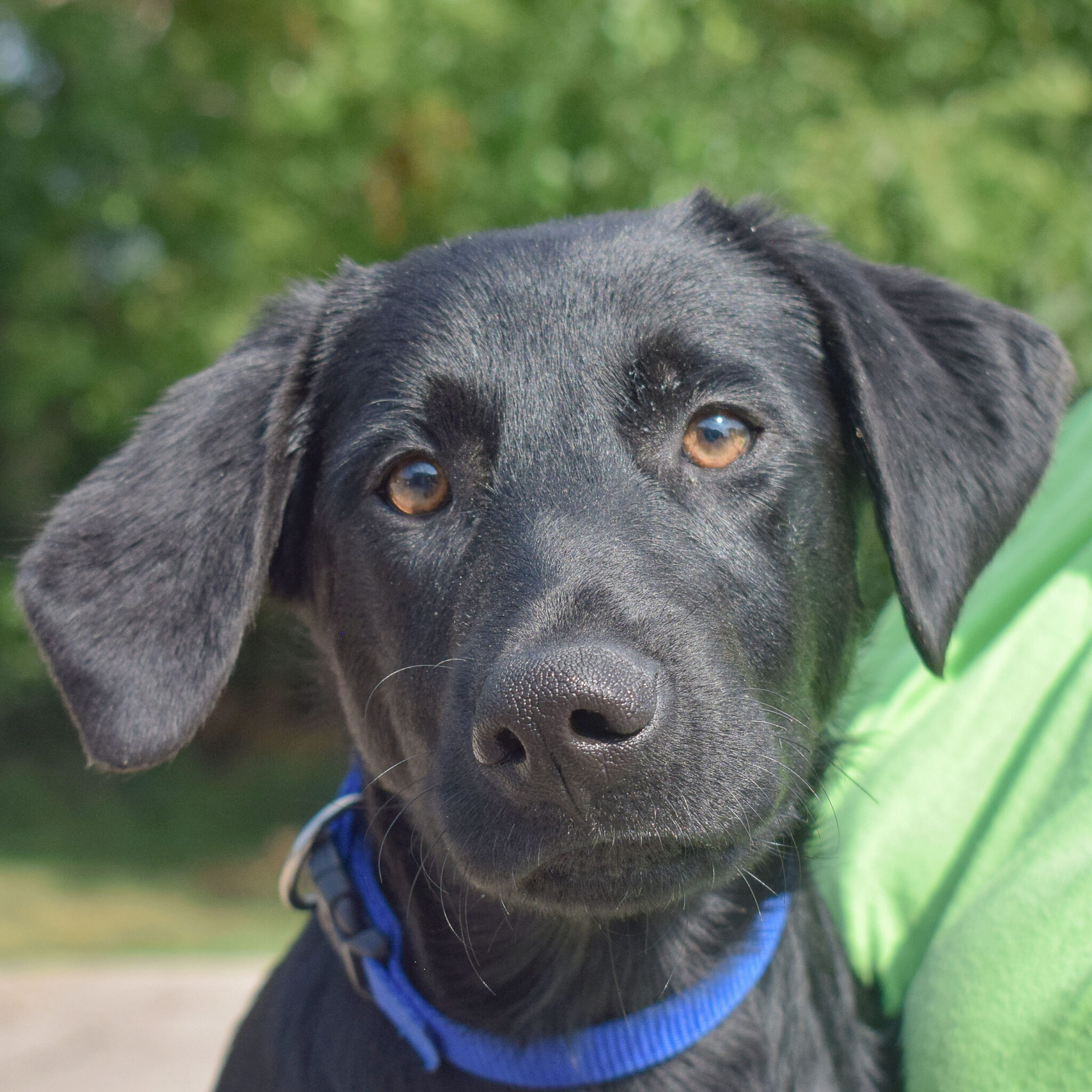 Onyx - Animal House Shelter