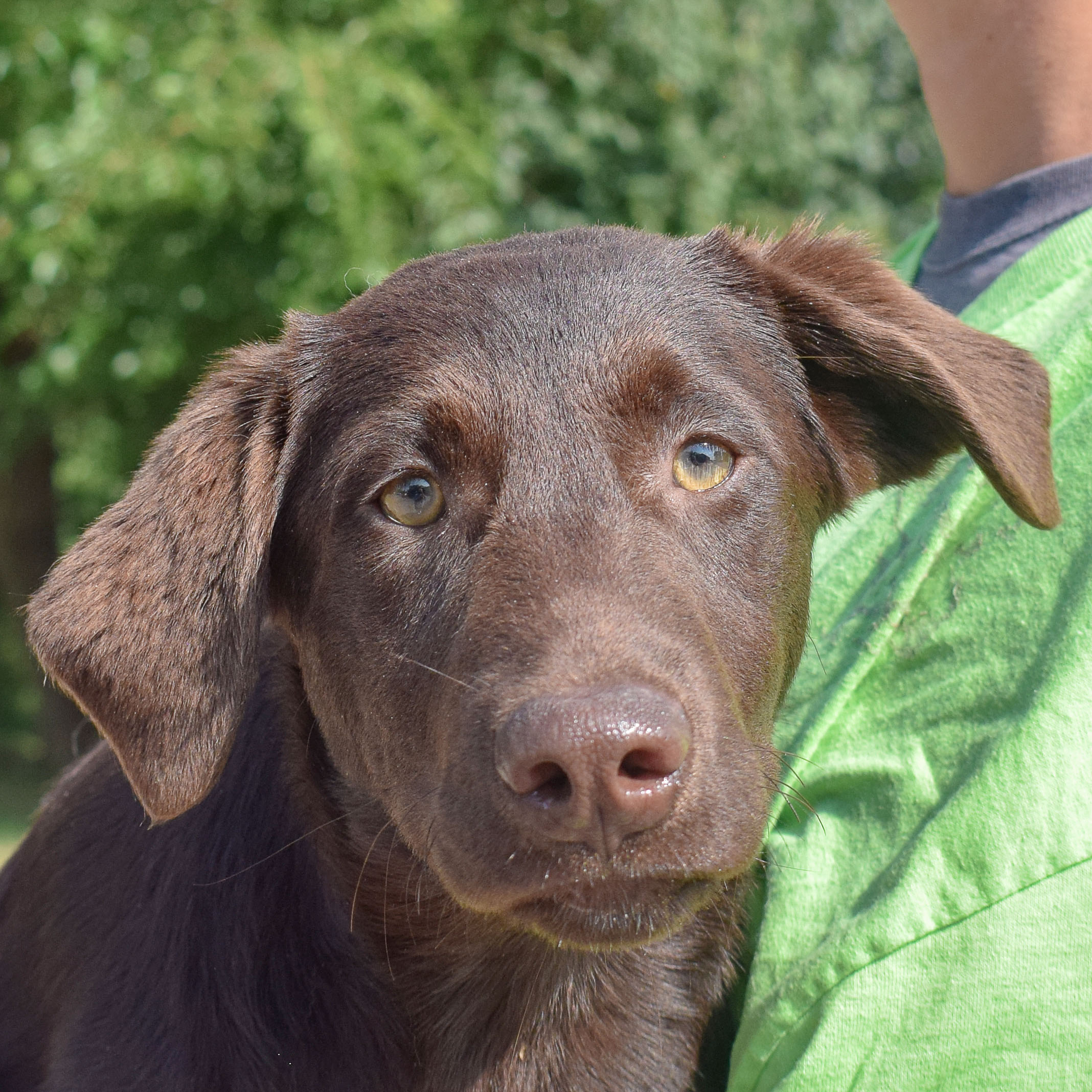 Opal - Animal House Shelter