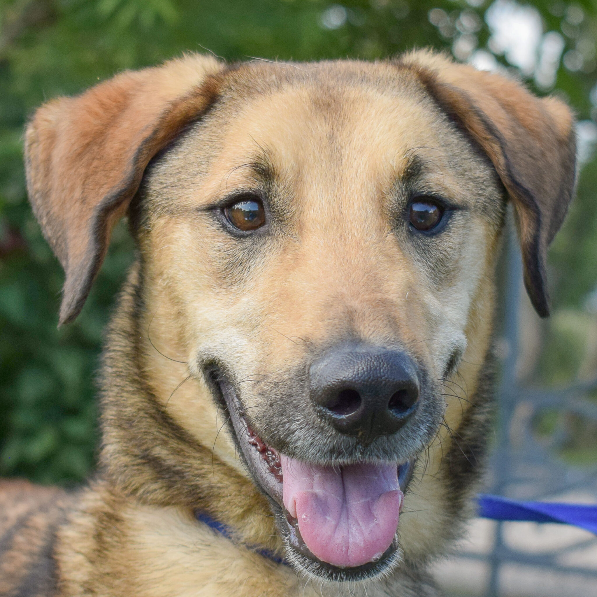 Rupert - Animal House Shelter