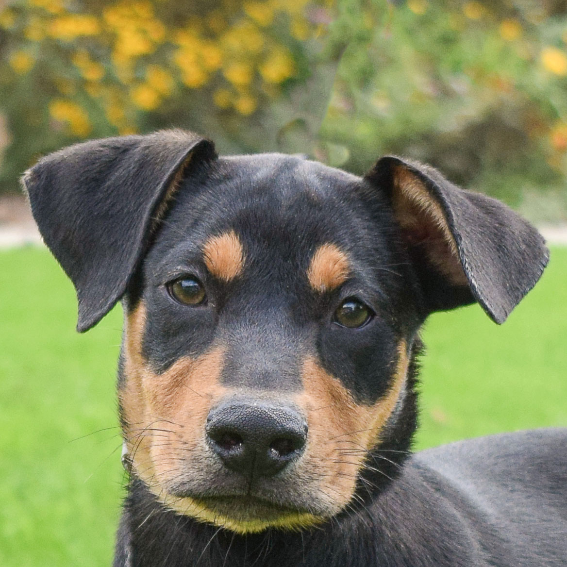 Sammy - Animal House Shelter