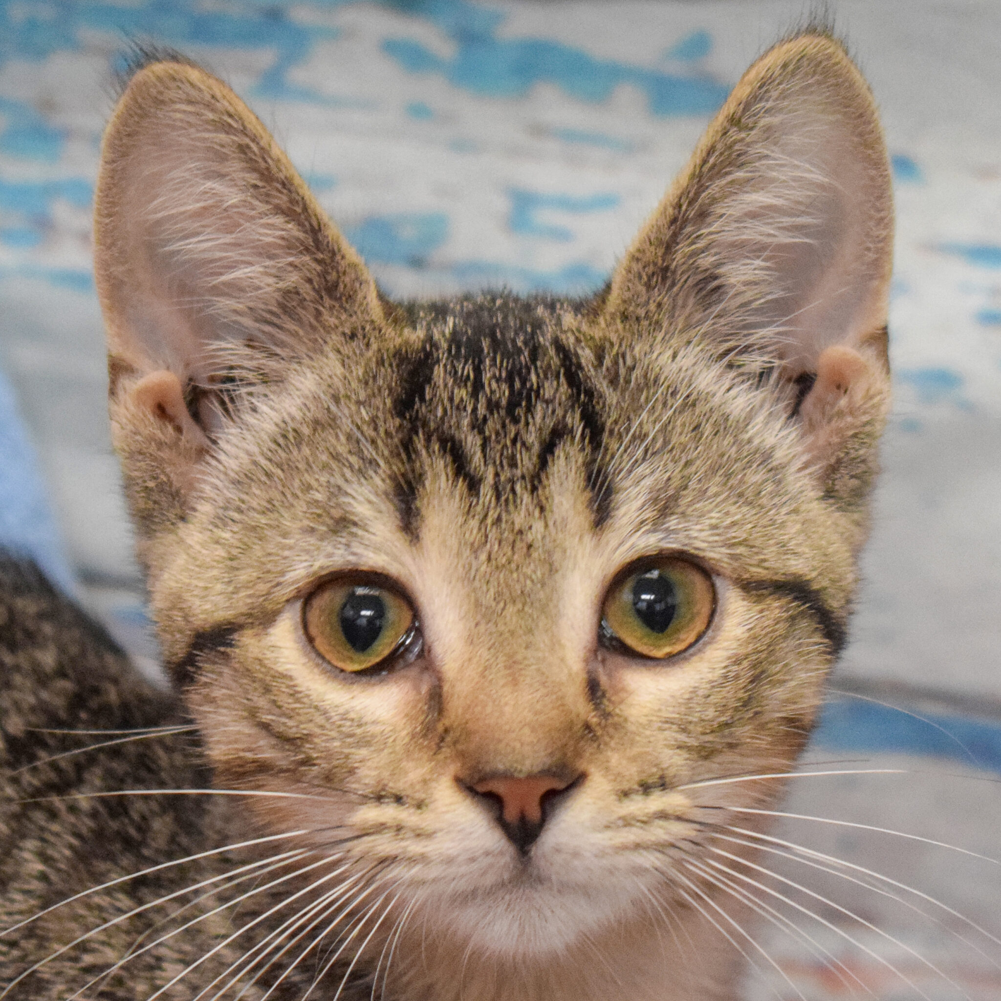 Venus - Animal House Shelter