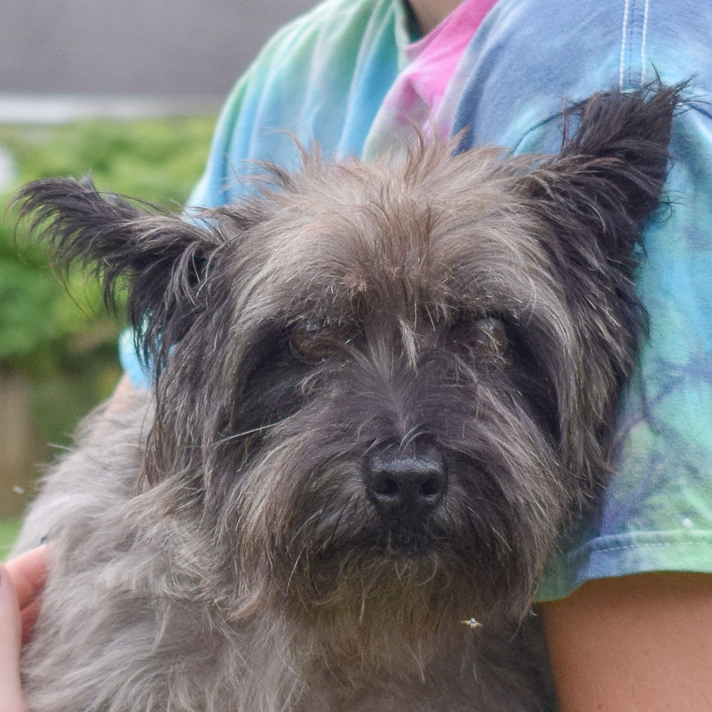 Watson - Animal House Shelter