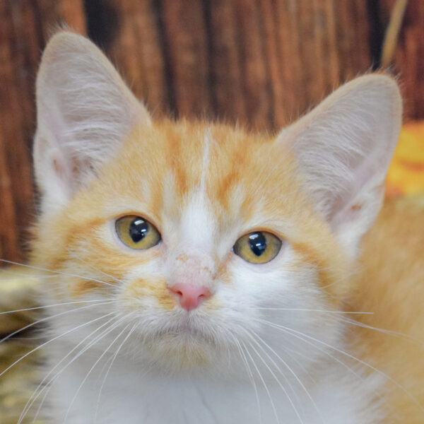 Adam - Animal House Shelter