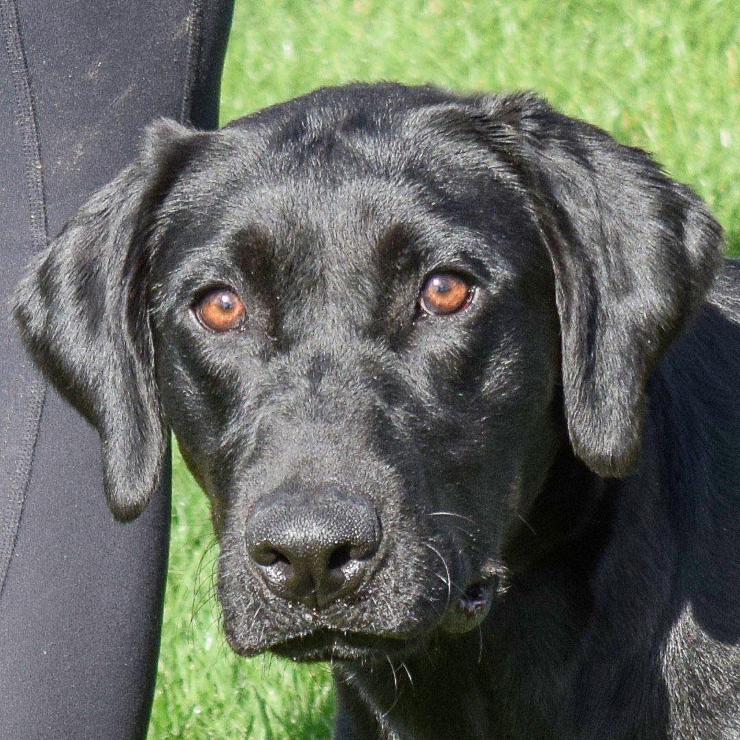 Alex - Animal House Shelter