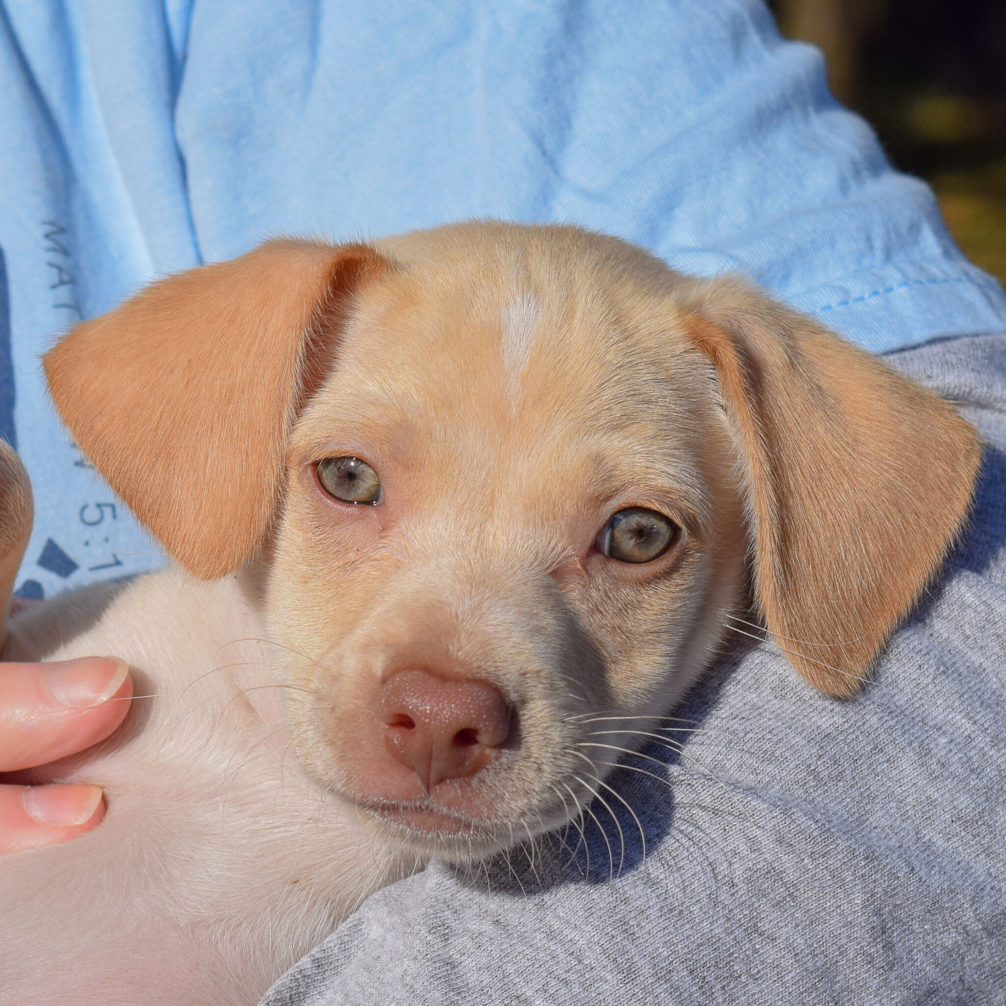 Almond - Animal House Shelter