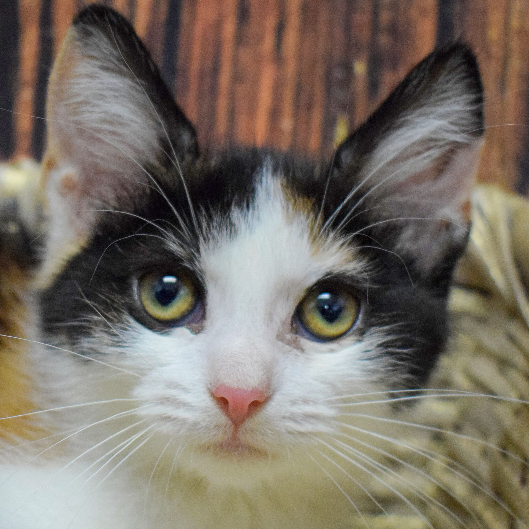 Annie - Animal House Shelter