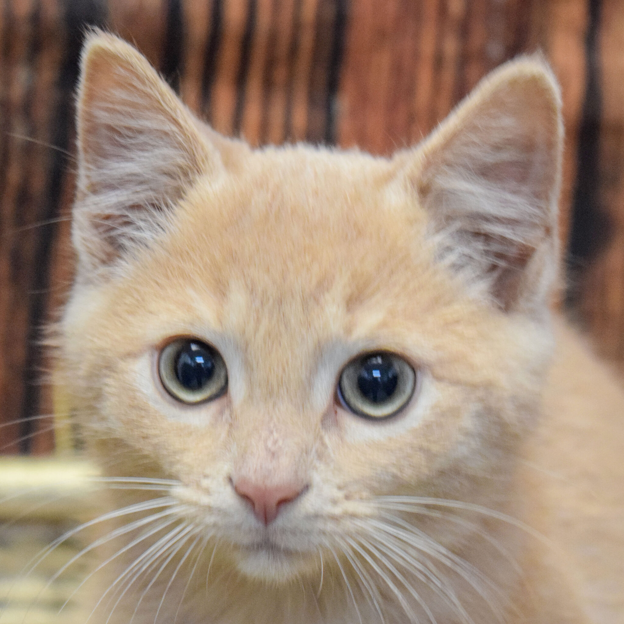 Aster - Animal House Shelter