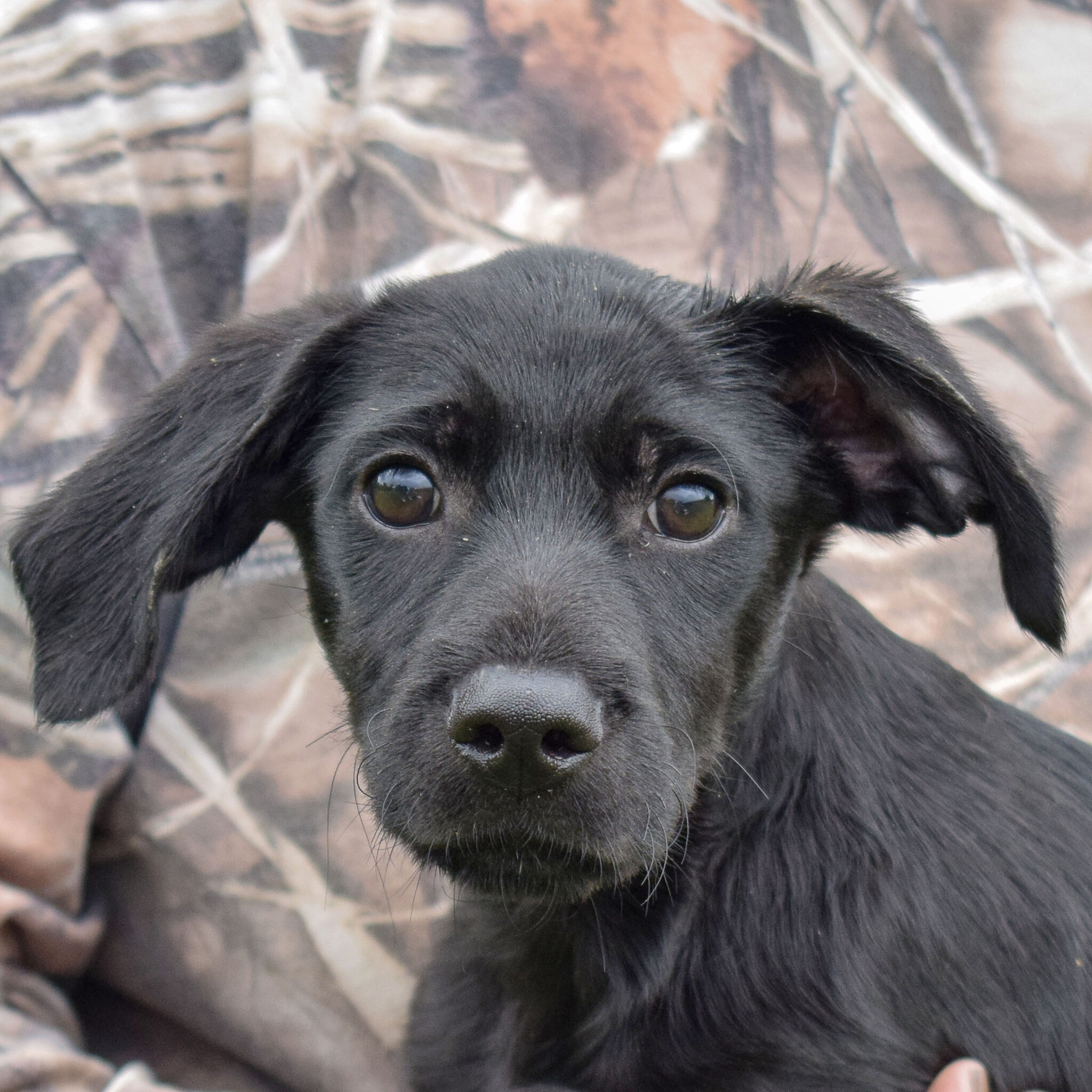 Blake - Animal House Shelter