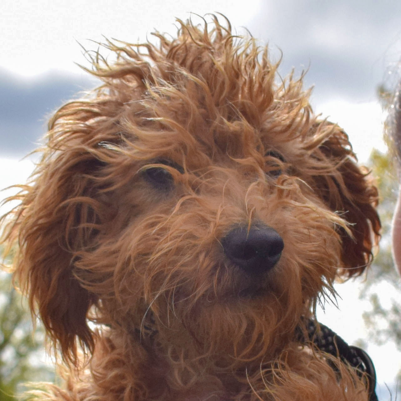 Bravo - Animal House Shelter