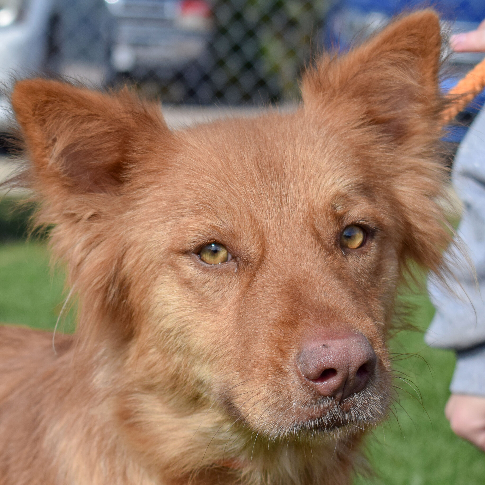 Breeze - Animal House Shelter