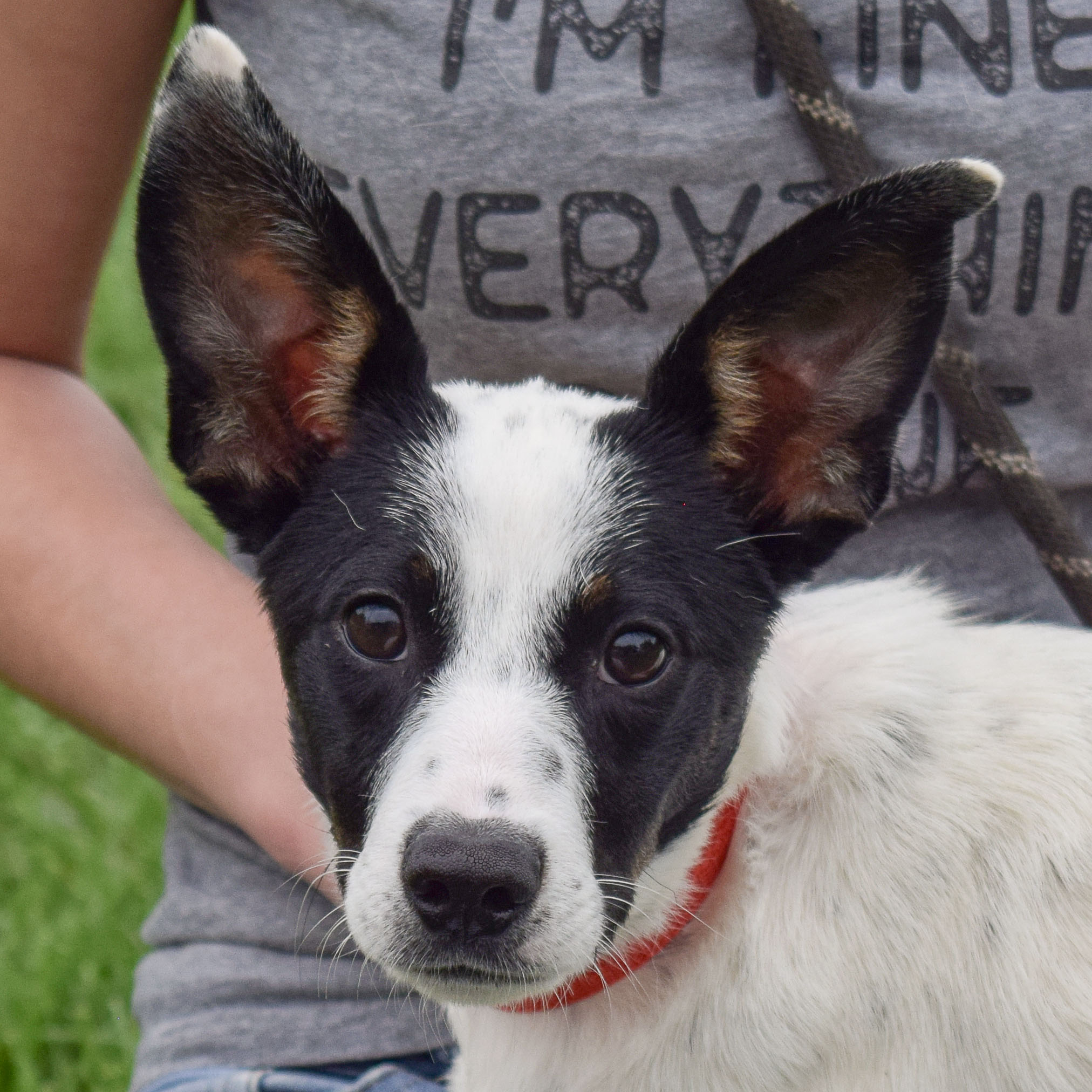 Captain - Animal House Shelter