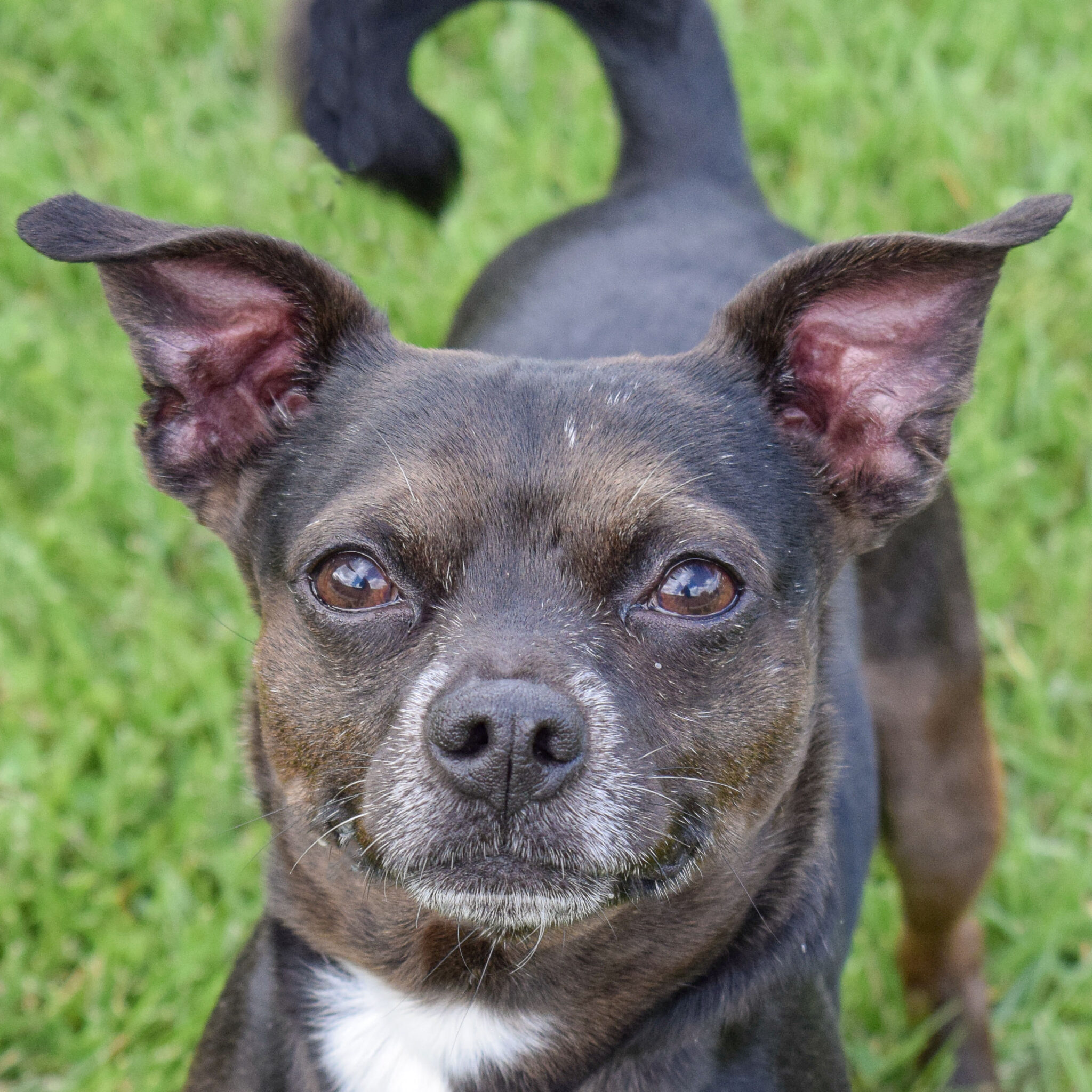 Charlie - Animal House Shelter