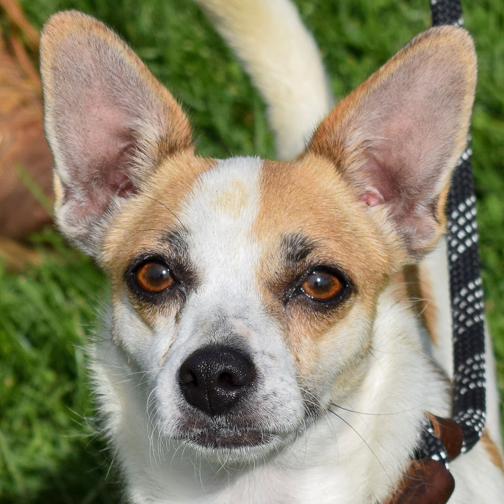 Chiquita - Animal House Shelter