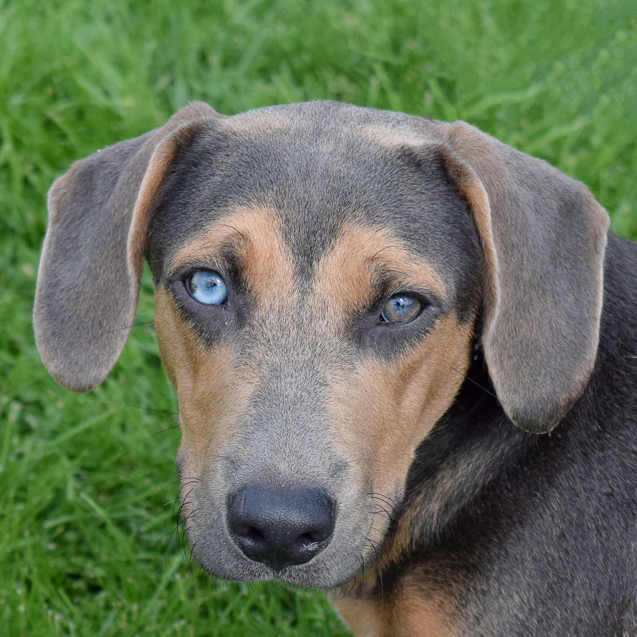 Chuck - Animal House Shelter