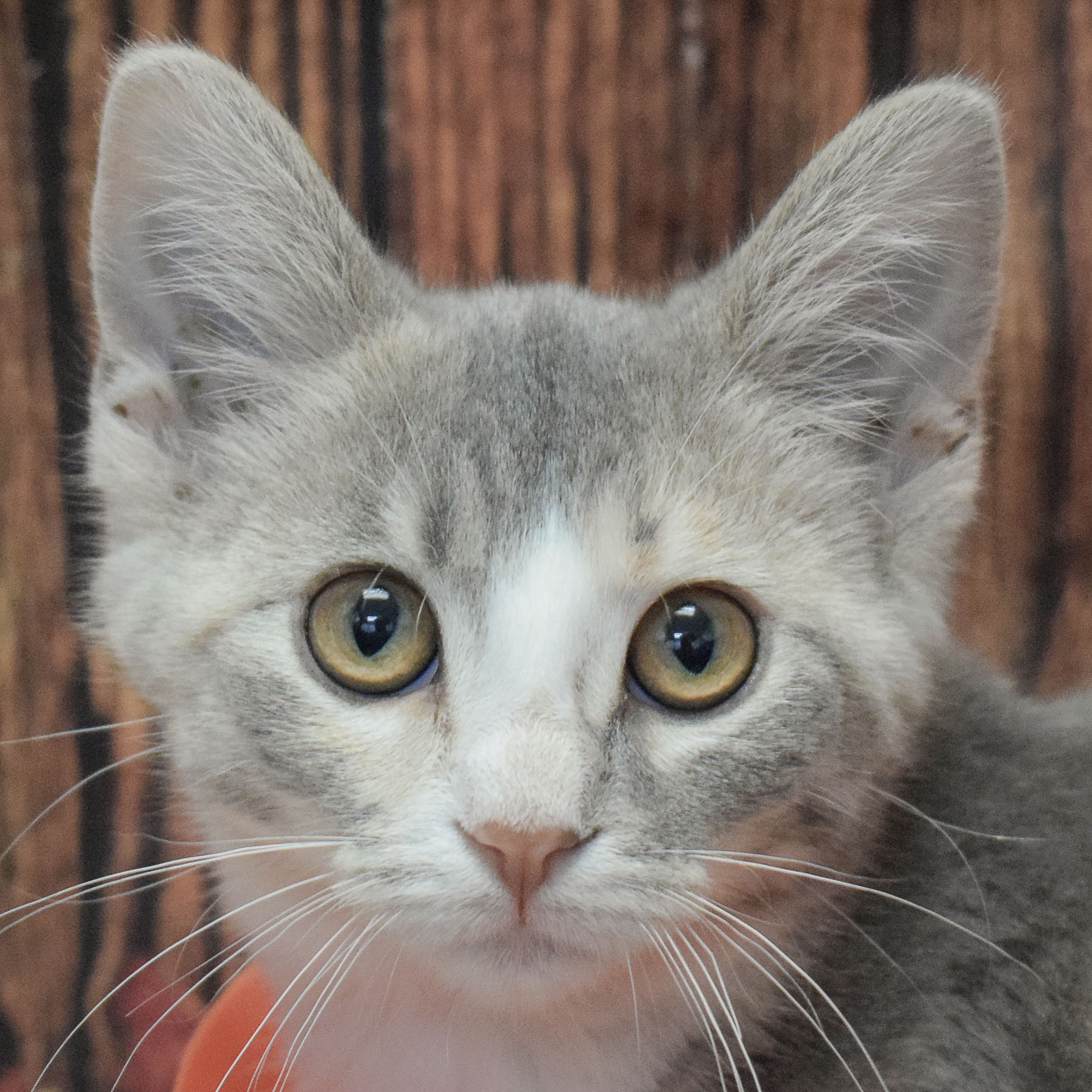 Claire - Animal House Shelter