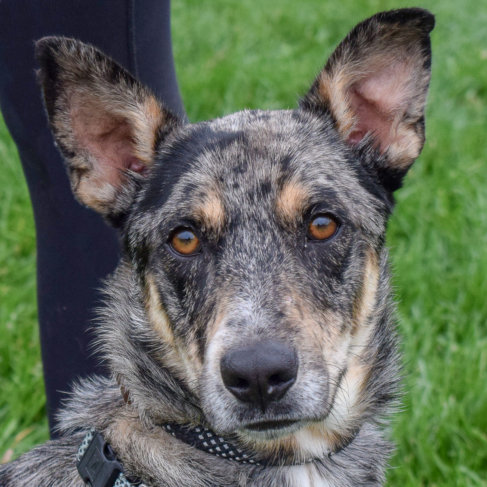 Dallas - Animal House Shelter