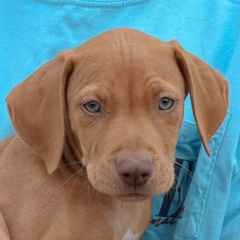 Hans - Animal House Shelter