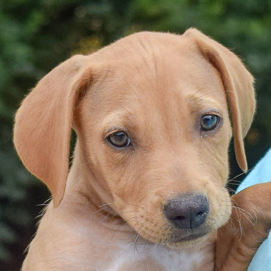 Heidi - Animal House Shelter