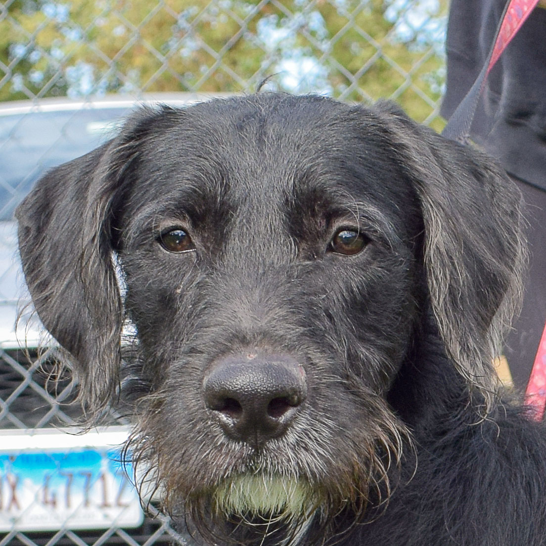 Kung Pao - Animal House Shelter