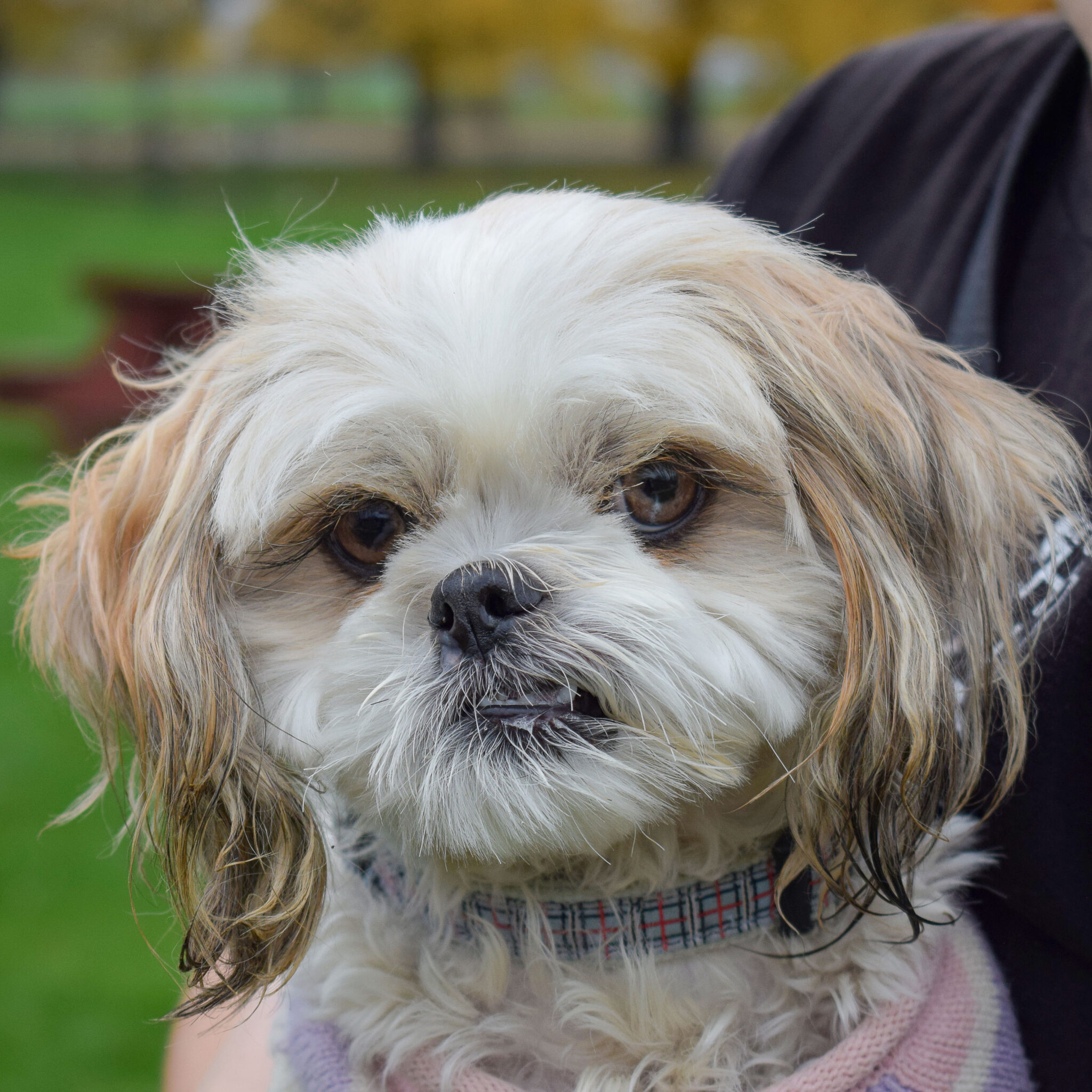 Leia - Animal House Shelter