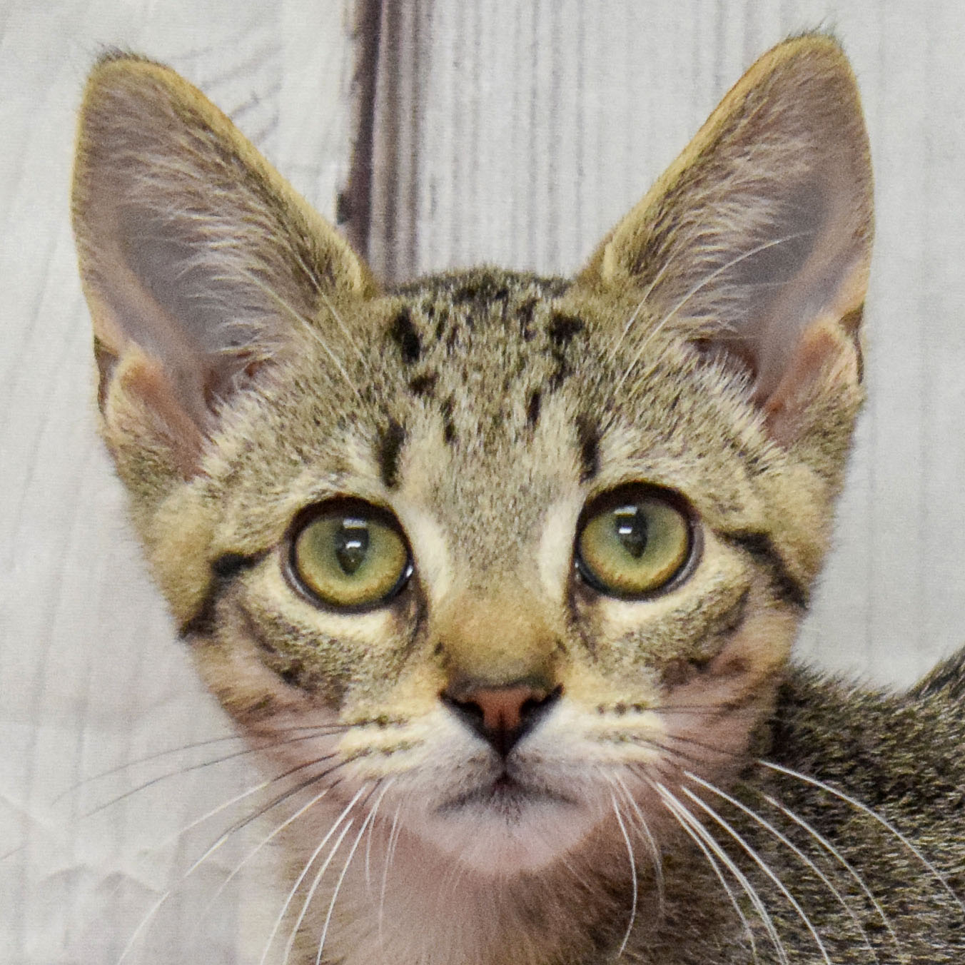 Linus - Animal House Shelter