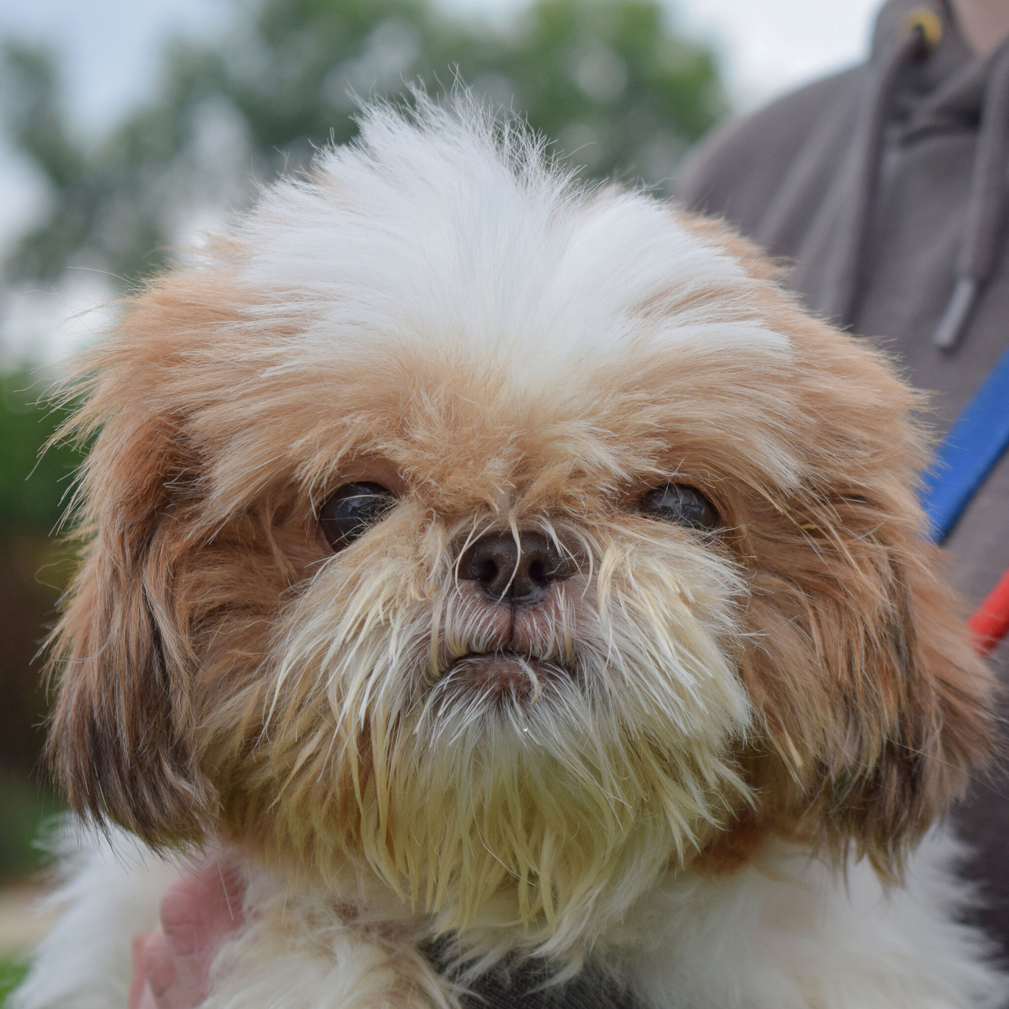 Mindy - Animal House Shelter