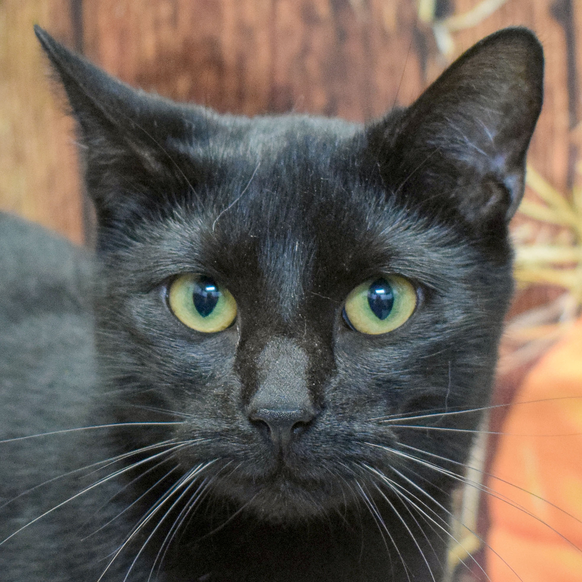 Mystique - Animal House Shelter