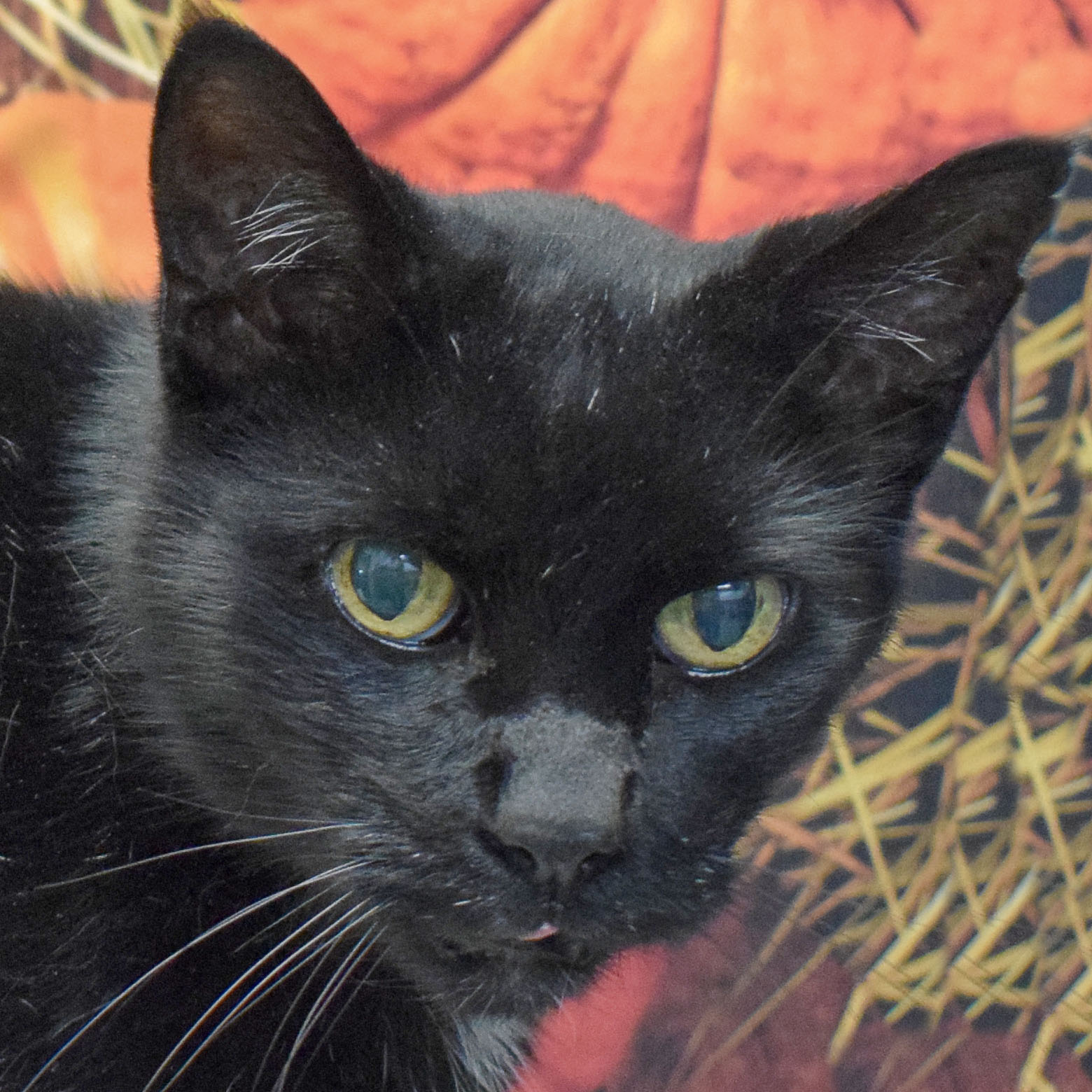 Otis - Animal House Shelter